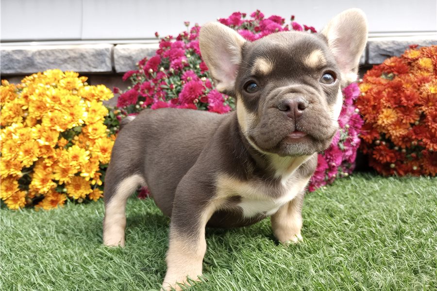 AVAILABLE PUPPIES – French Bulldog Rescues