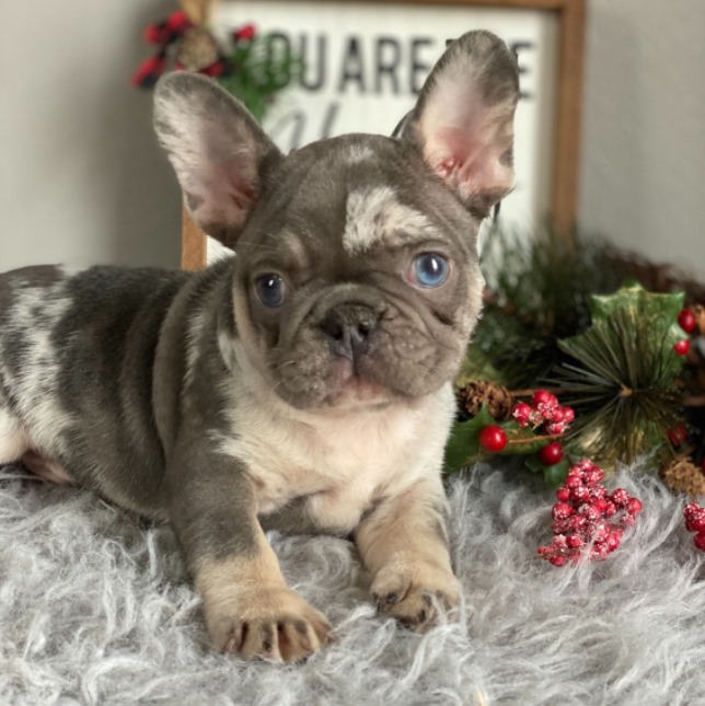 AVAILABLE PUPPIES – French Bulldog Rescues